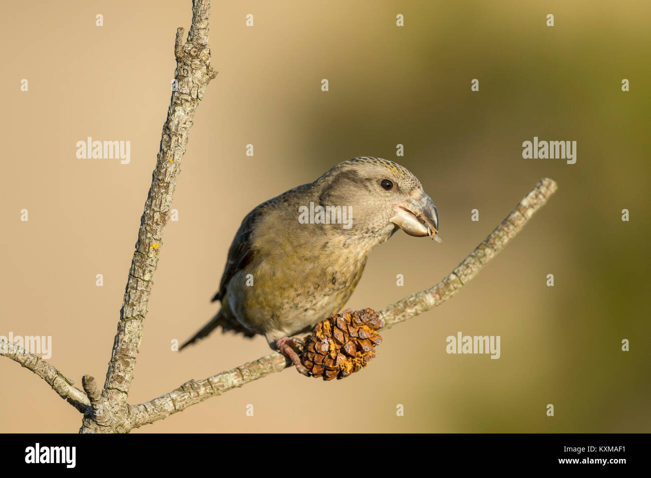 arrot Crossbill (Loxia pytyopsittacus) adult female eating seed from ...