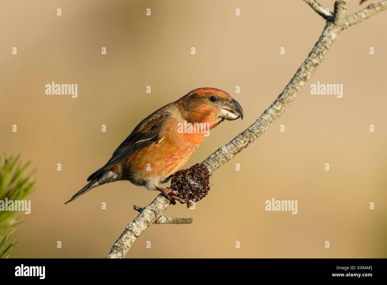 Parrot Crossbill (Loxia pytyopsittacus) adult male eating seed from ...