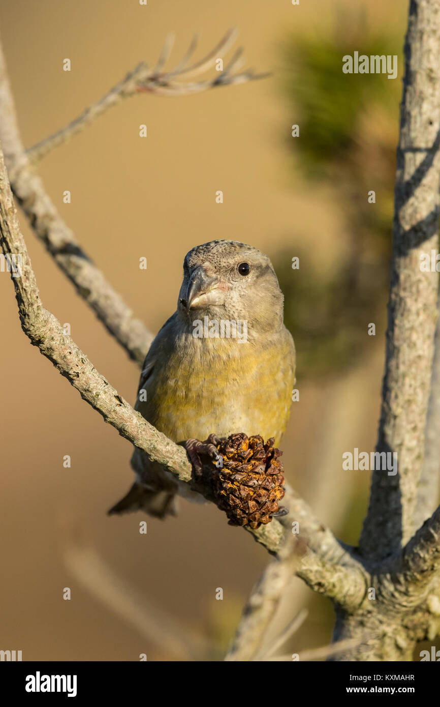Parrot Crossbill (Loxia pytyopsittacus) adult female eating seed from ...