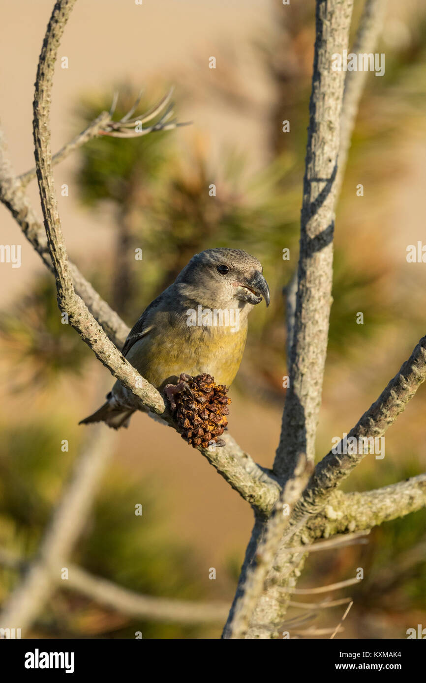 Parrot Crossbill (Loxia pytyopsittacus) adult female eating seed from ...