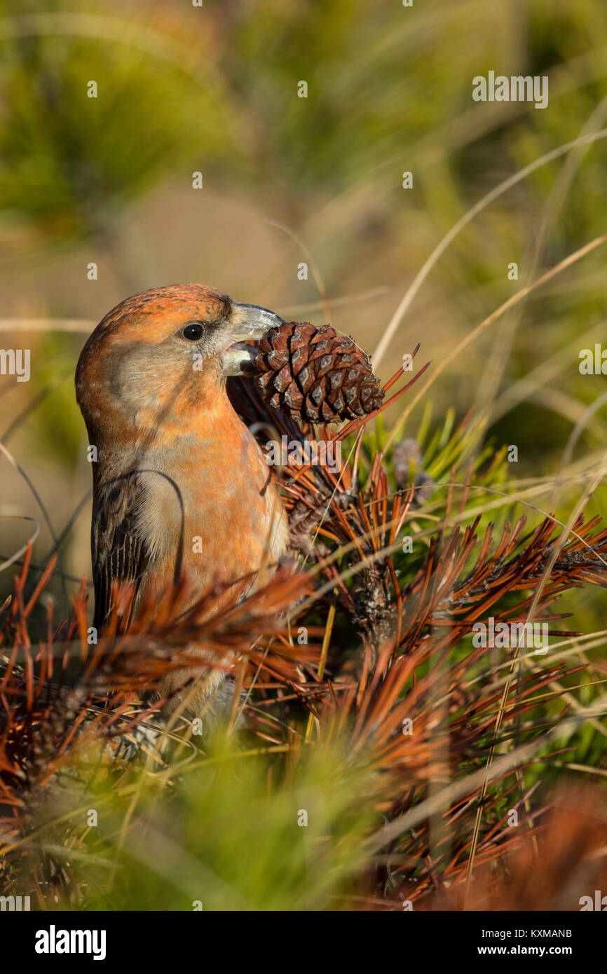 Male seed hi-res stock photography and images - Alamy