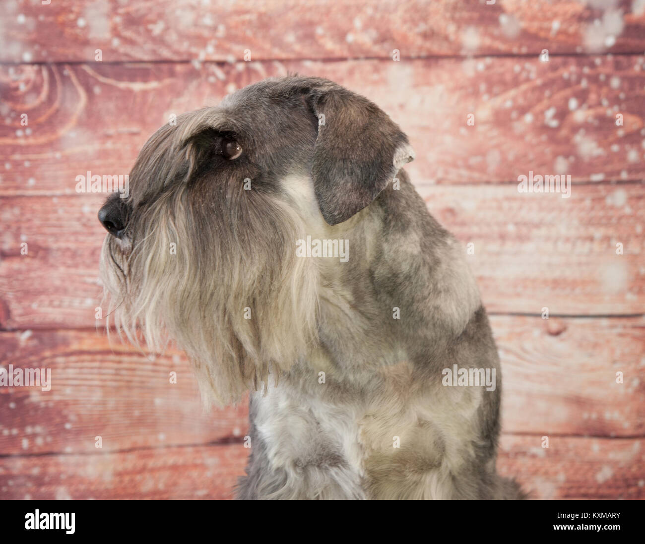 Standard schnauzer portrait Stock Photo - Alamy