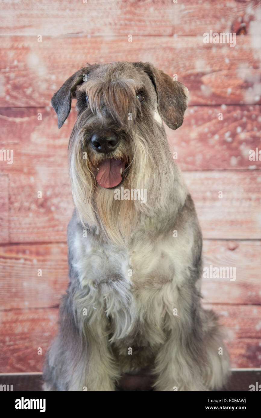 Standard schnauzer portrait Stock Photo - Alamy