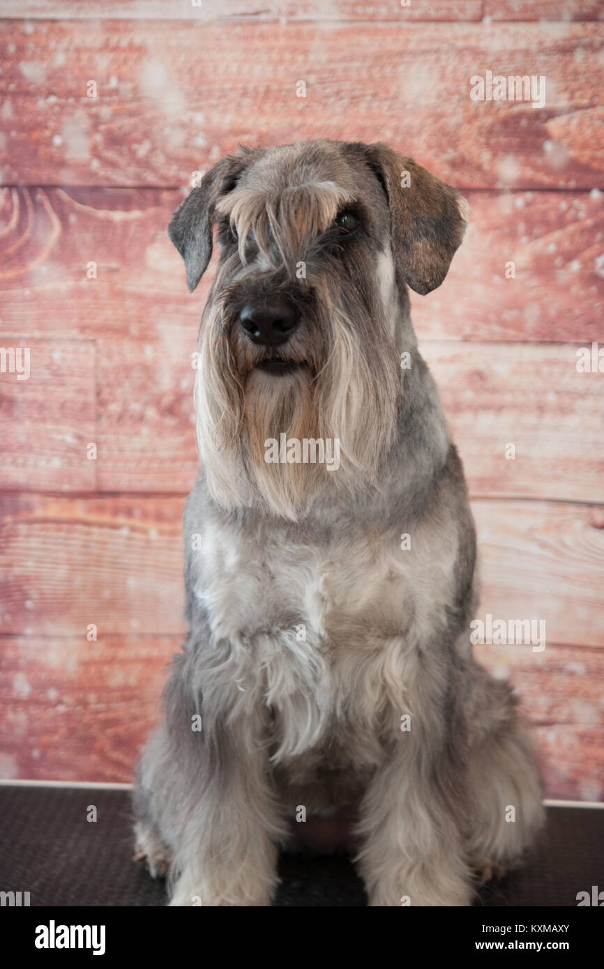 Standard schnauzer portrait Stock Photo - Alamy