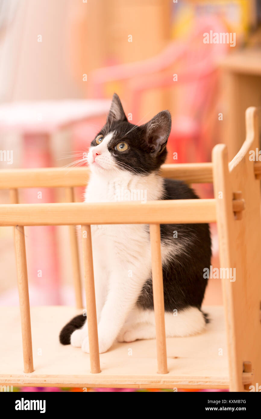 Little kitty hi-res stock photography and images - Alamy