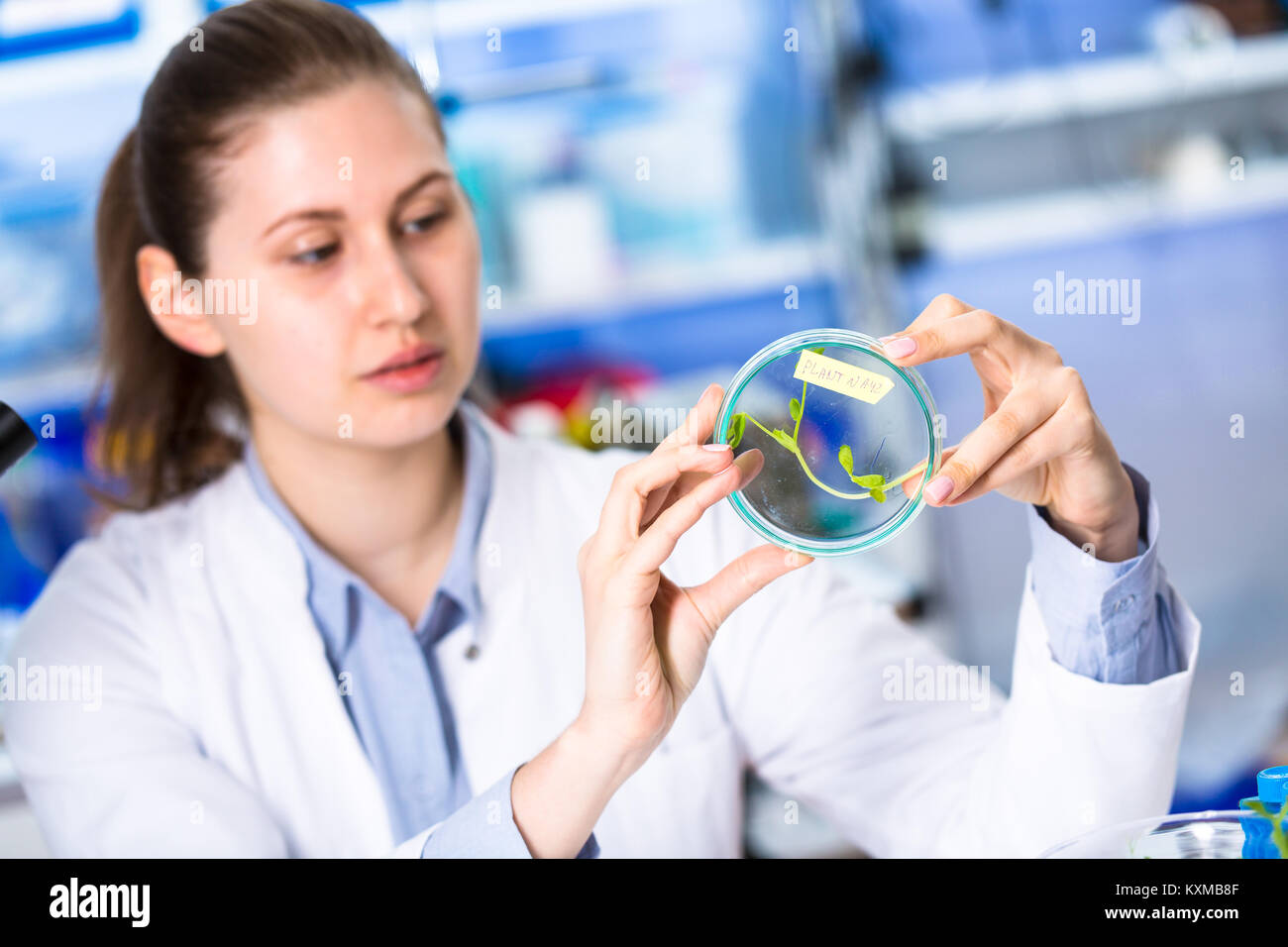 technician in the laboratory of plant genetics investigates the sprout ...