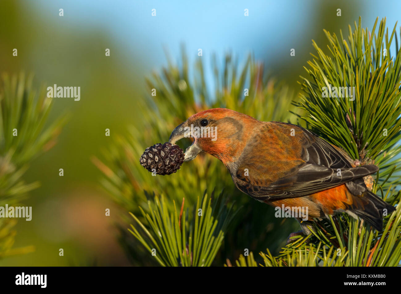 Crossbill pine cone hi-res stock photography and images - Alamy