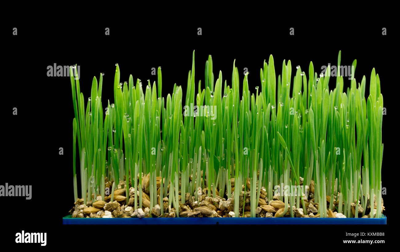 Growing wheatgrass hi-res stock photography and images - Alamy