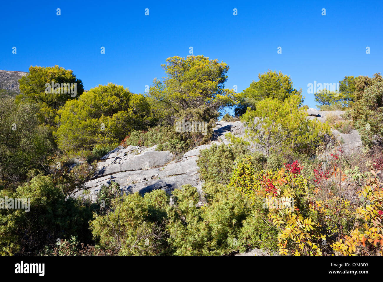 rocky spanish countryside with trees and flowering shrubs on a mountain ...