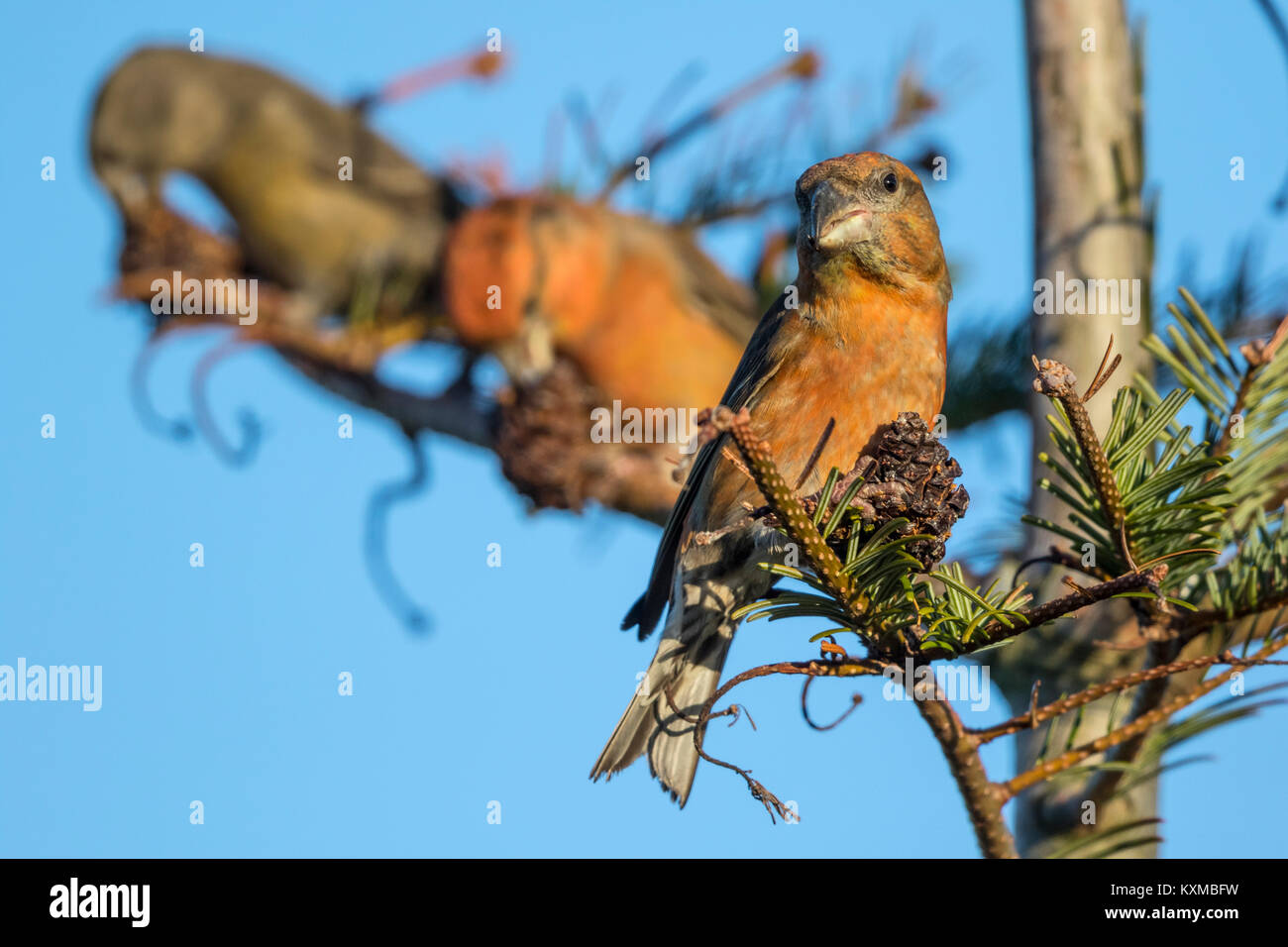 Parrot Crossbill (Loxia pytyopsittacus) adult male and female eating ...
