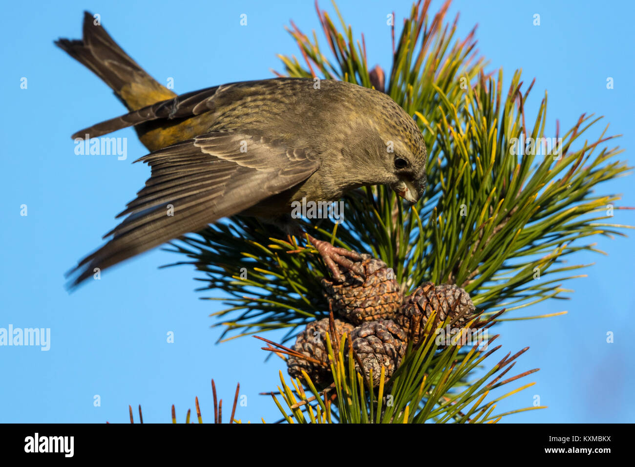 arrot Crossbill (Loxia pytyopsittacus) adult female eating seed from ...