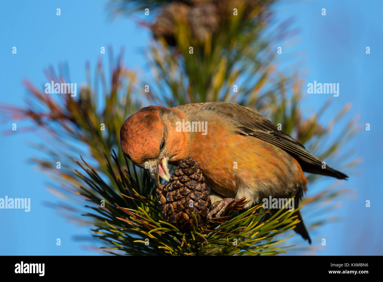 Seed eating birds hi-res stock photography and images - Alamy