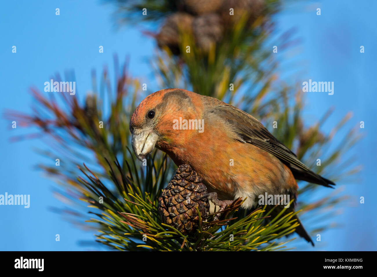 Parrot Crossbill (Loxia pytyopsittacus) adult male eating seed from ...