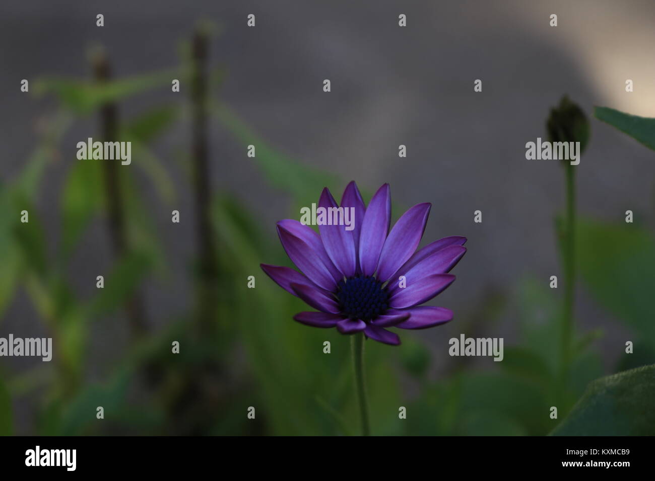 Normal flower hi-res stock photography and images - Alamy