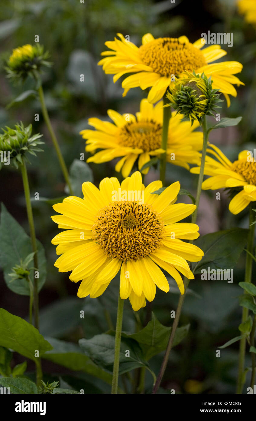 Pure gold hi-res stock photography and images - Alamy