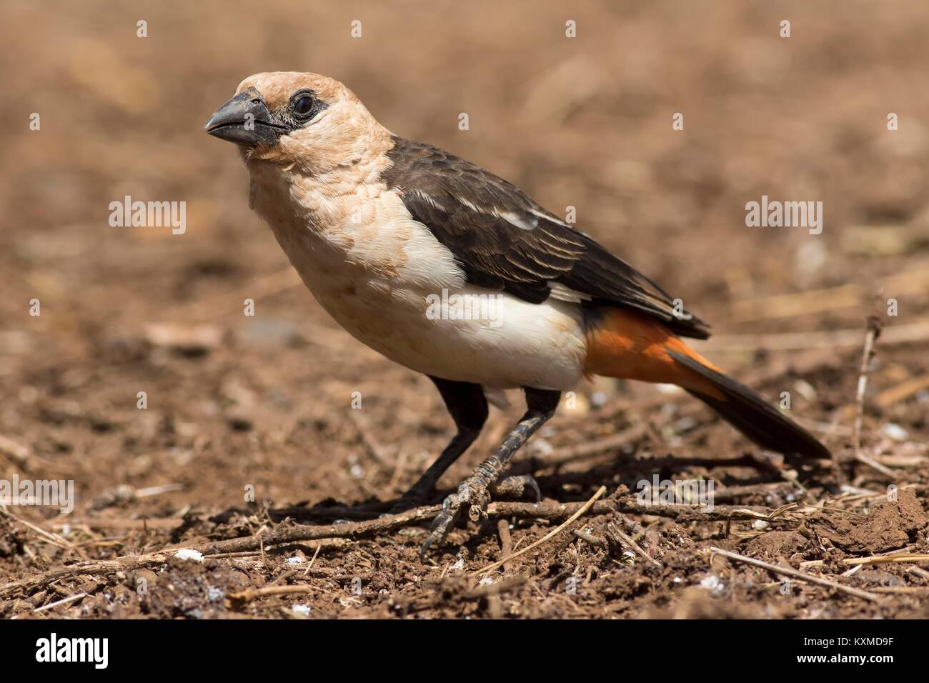 White-Headed Buffalo Weaver Stock Photo - Alamy