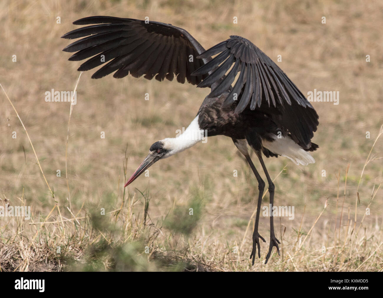 Asian stork hi-res stock photography and images - Alamy