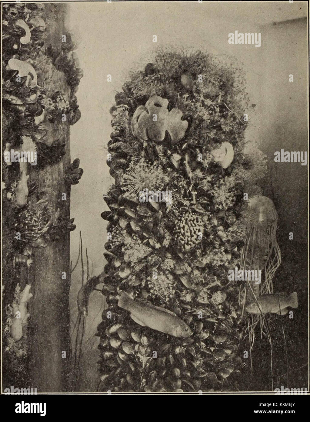 "Popular science monthly" (1913 Stock Photo - Alamy