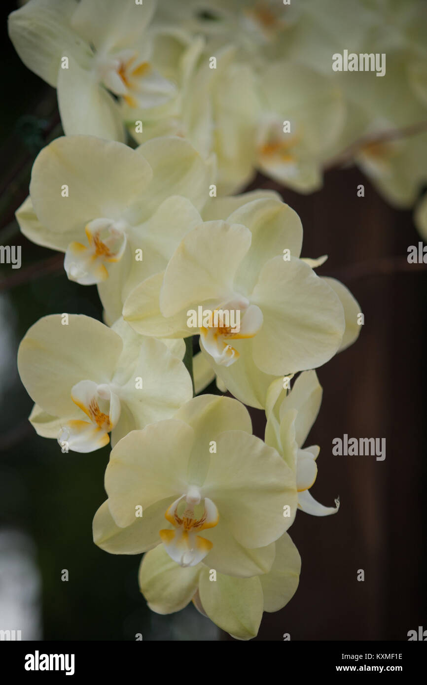 Multiple orchids hi-res stock photography and images - Alamy