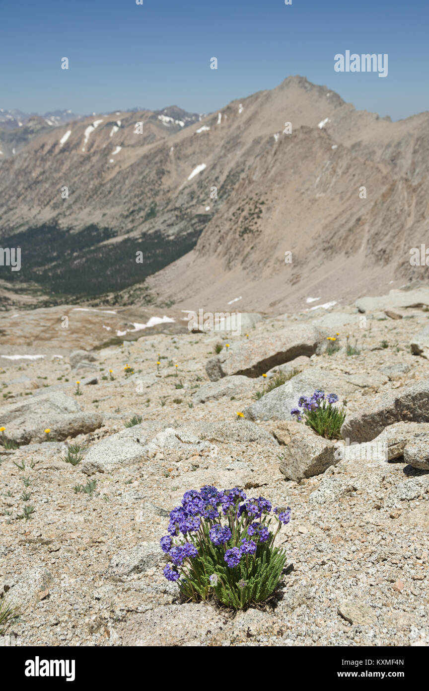 Sky Pilot or Polemonium wild flowers on Junction Pass Peak in the ...