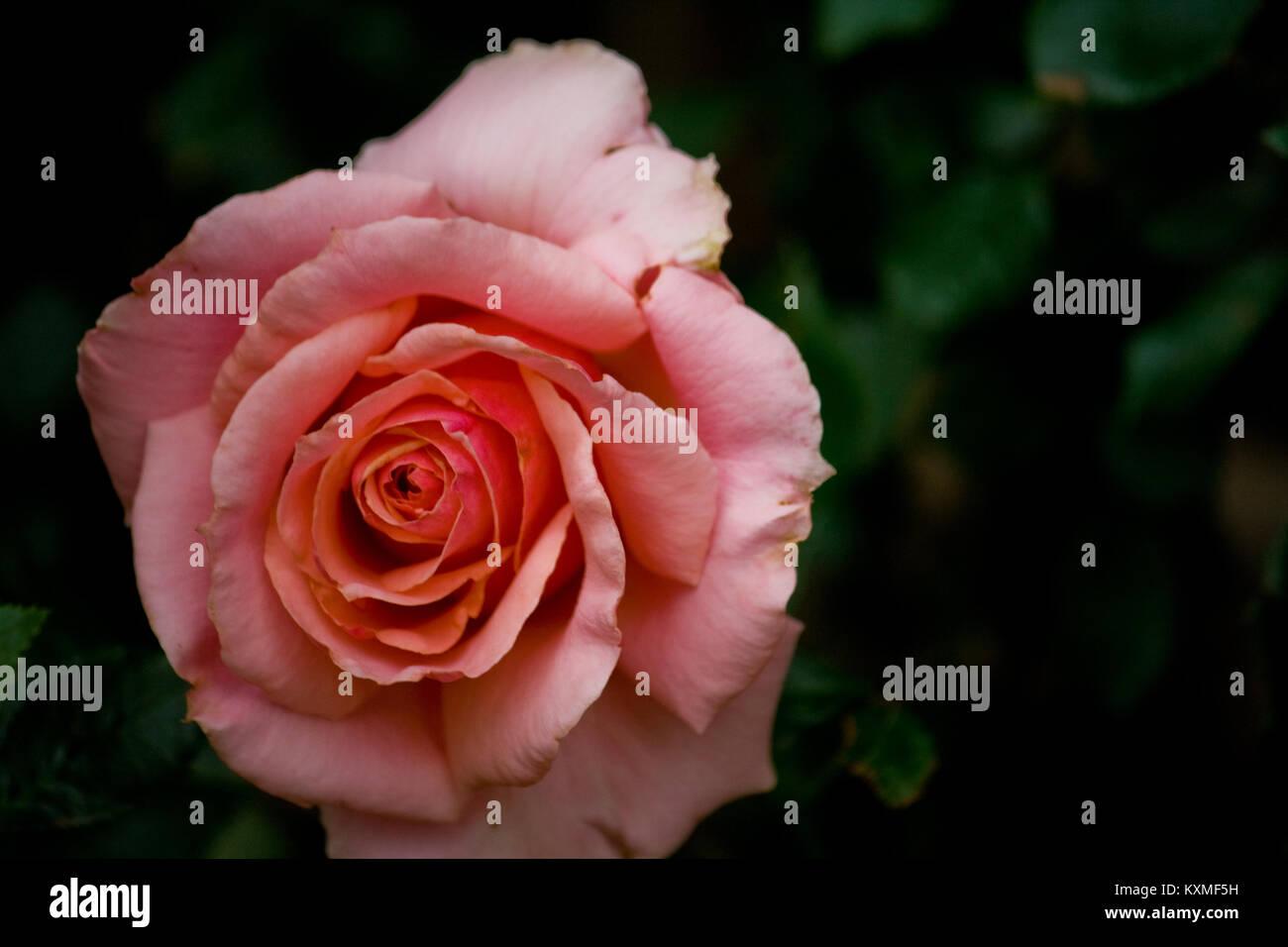 Pink Rose Close Up Stock Photo - Alamy