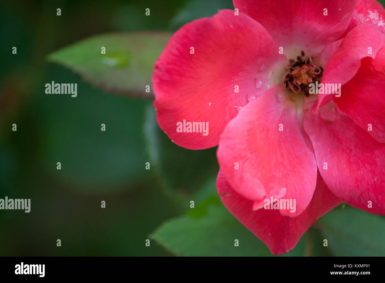 Fully opened rose with green background Stock Photo - Alamy