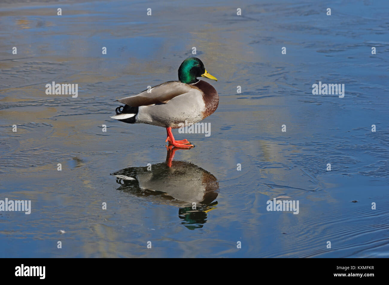 male mallard duck standing on thin ice with reflection Stock Photo - Alamy