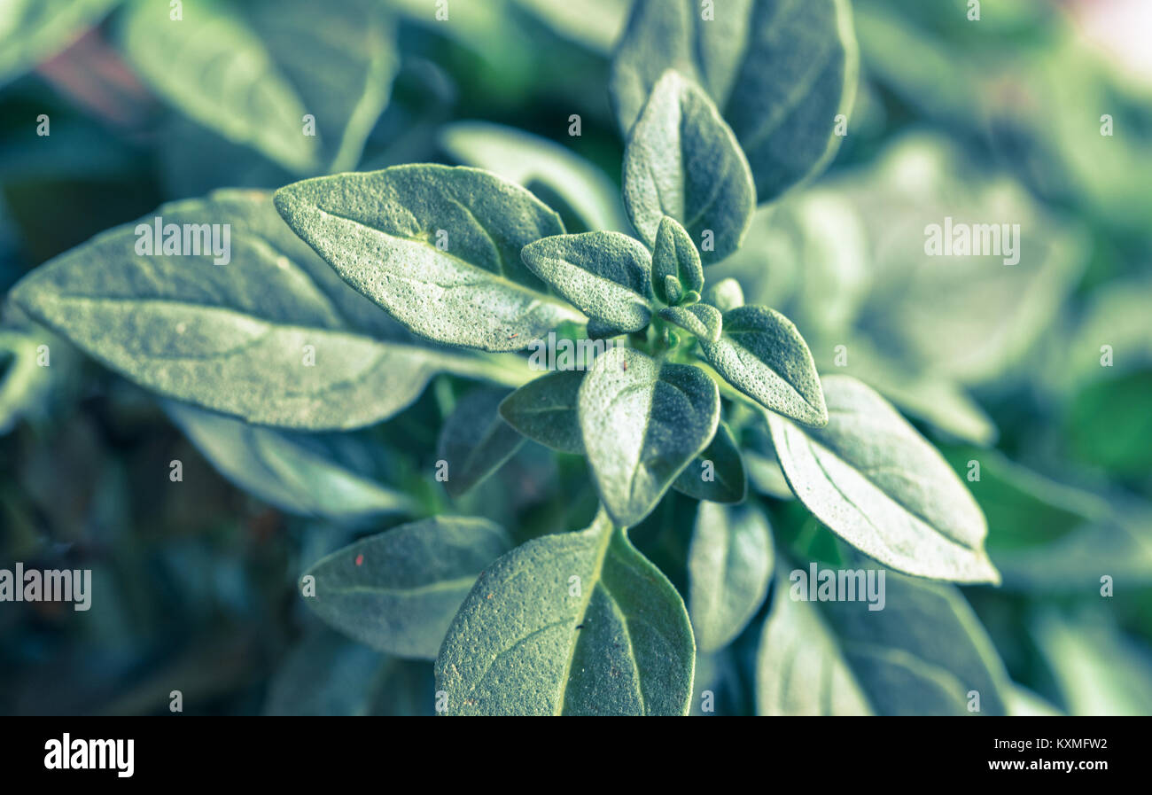 Fresh basil close up hi-res stock photography and images - Alamy