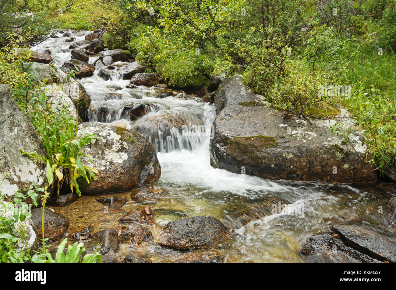 a small fast flowing creek in the Collegiate Peaks Wilderness in ...