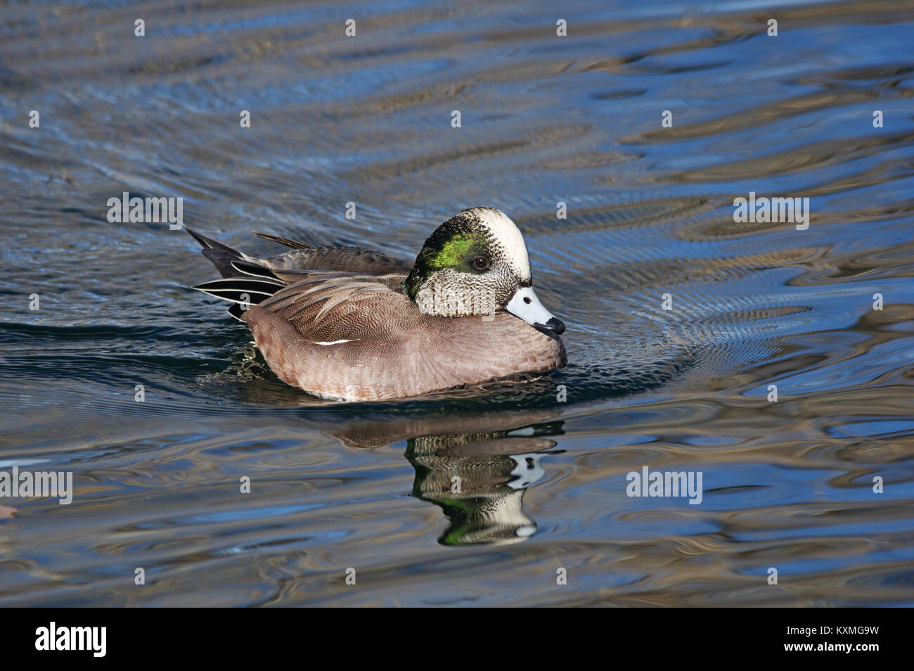 male American widgeon duck swims on the water Stock Photo - Alamy