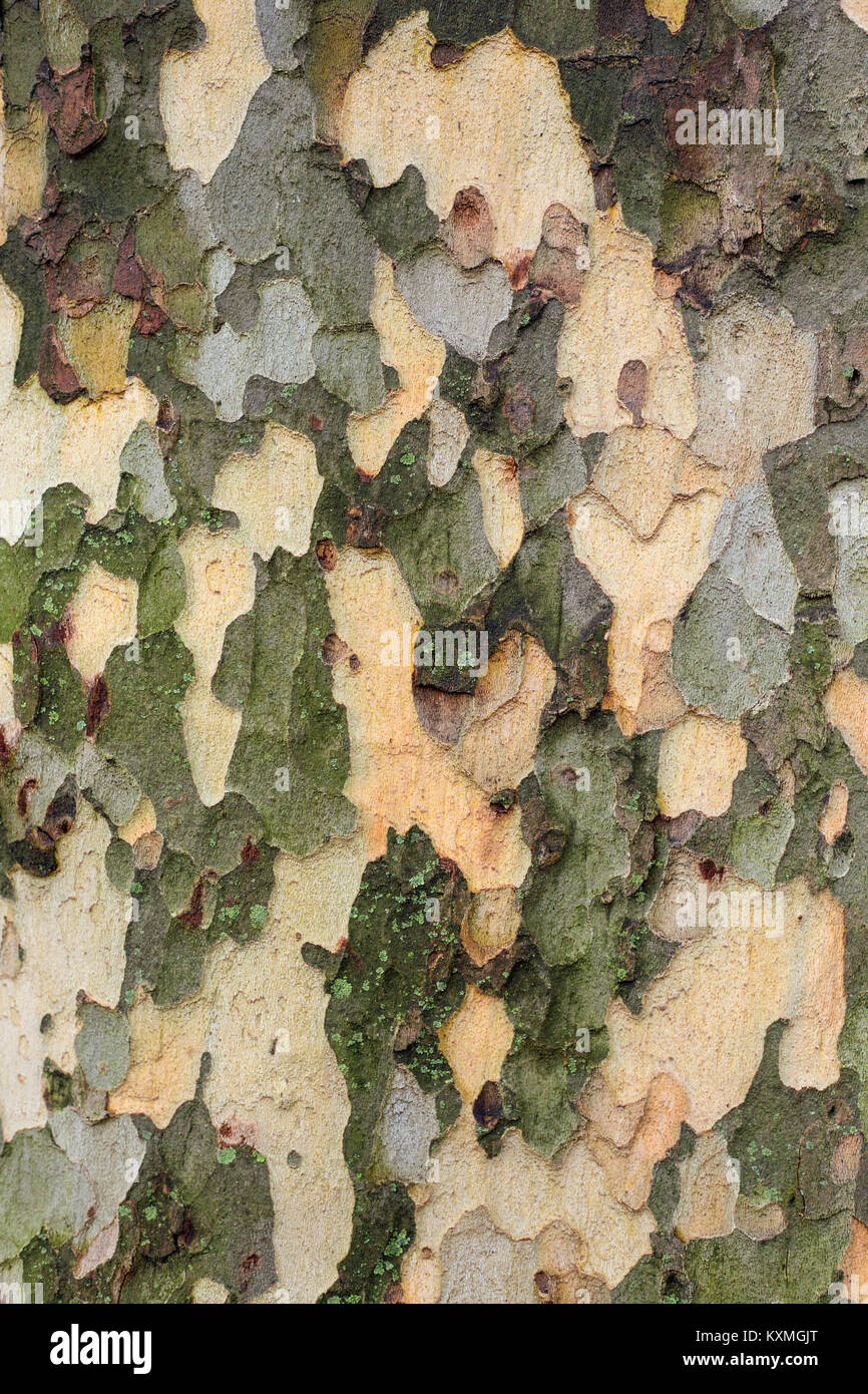 Mottled green tree bark shot close up in portrait format Stock Photo ...