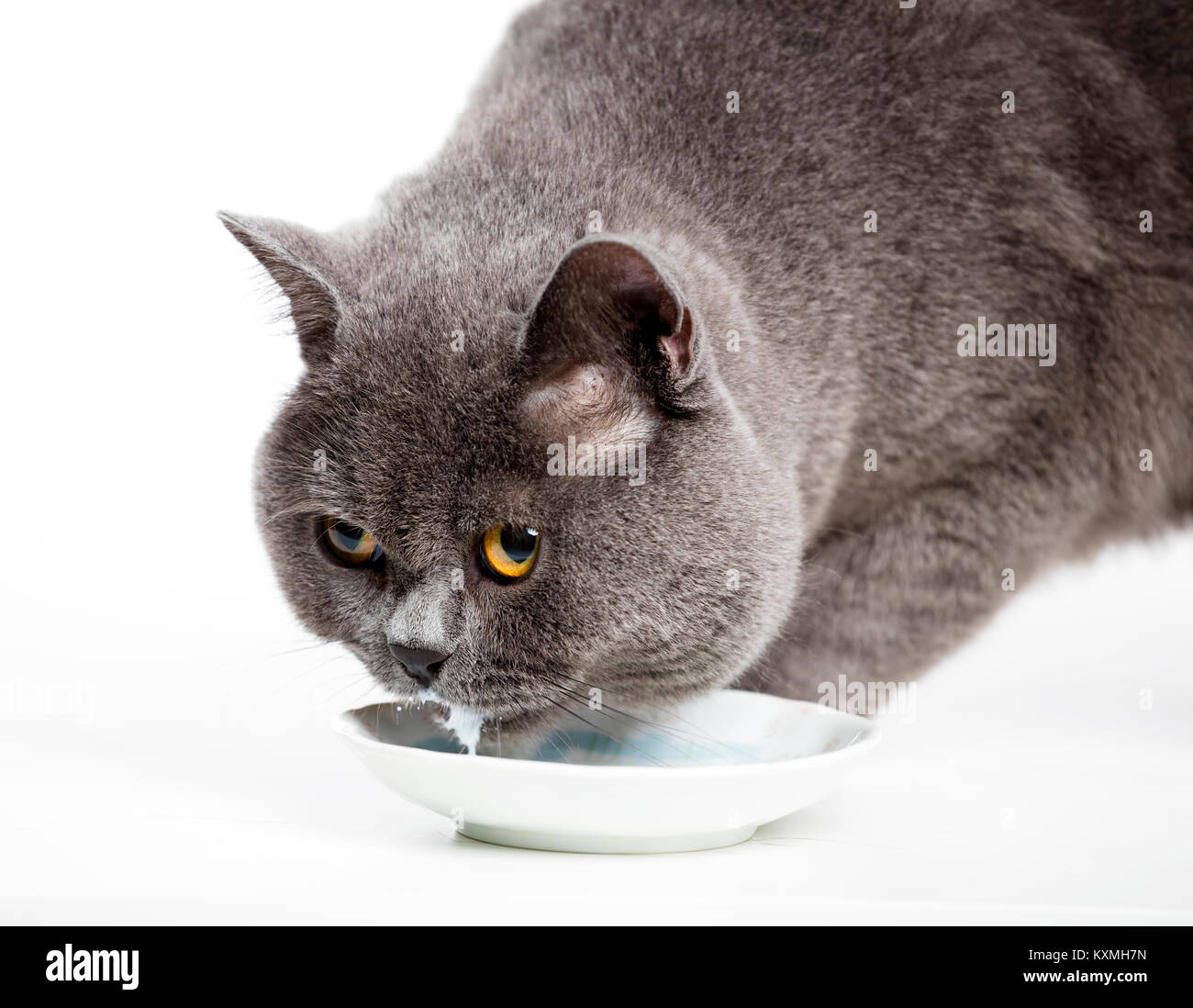 British gray cat drinking milk Stock Photo - Alamy