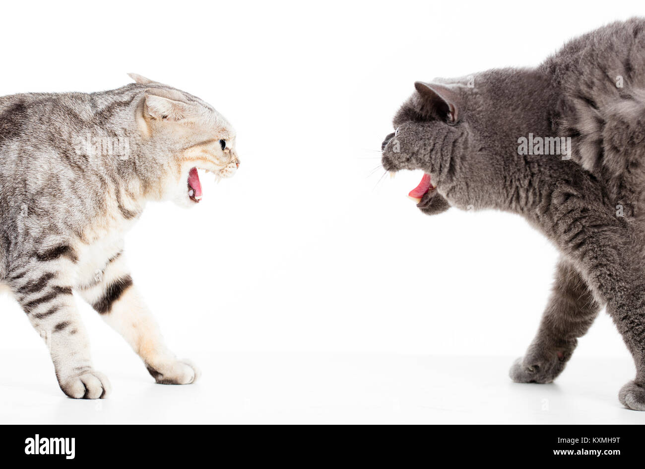 Two Cats Fighting