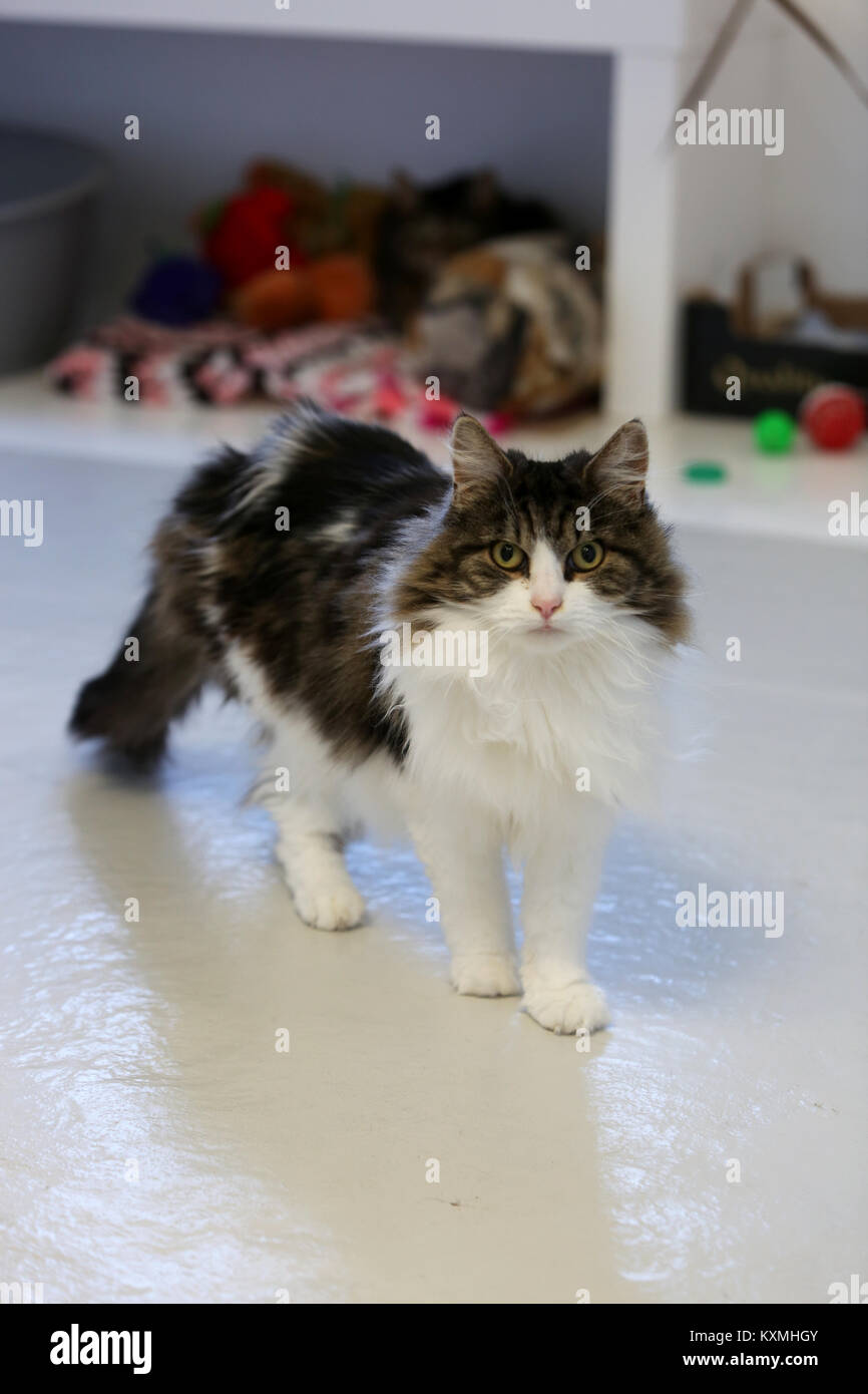 Cat and Rabbit Rescue Centre, Holborow Lodge, Chalder Lane, Sidlesham ...