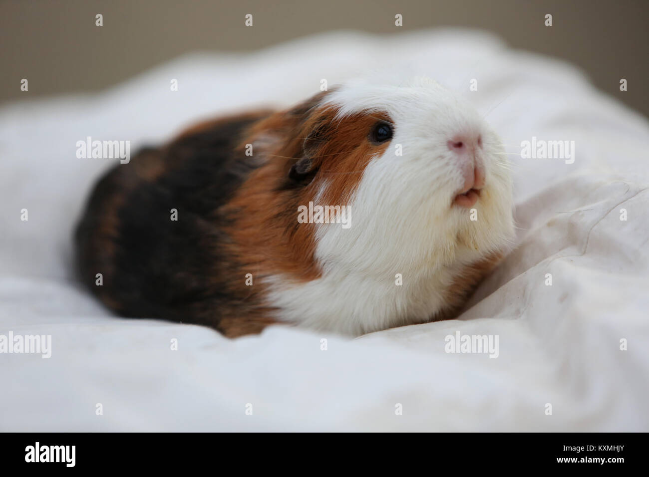 Cat and Rabbit Rescue Centre, Holborow Lodge, Chalder Lane, Sidlesham ...