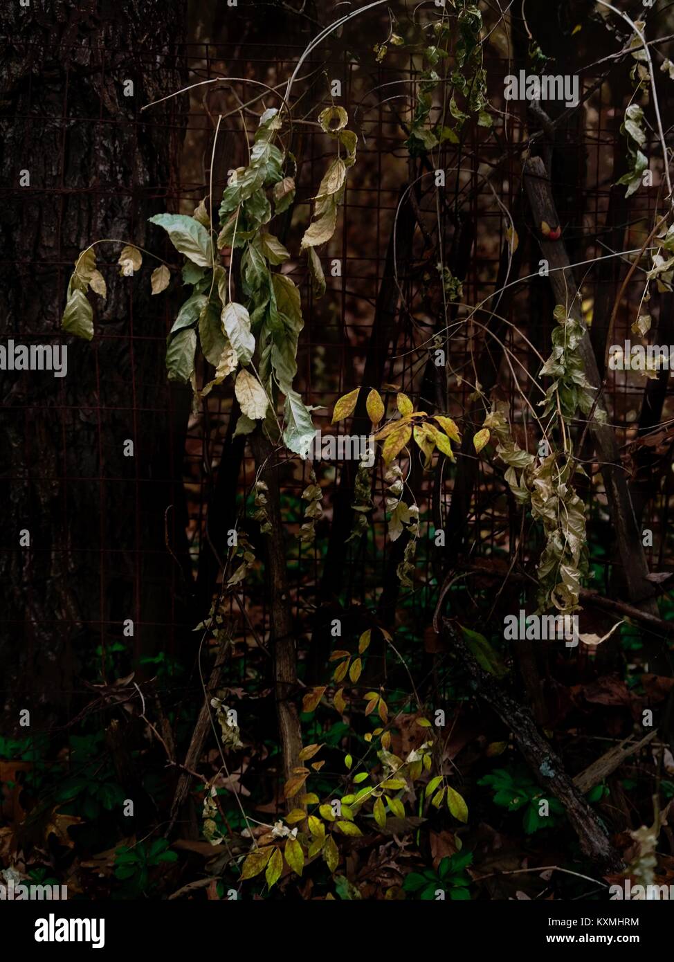 Plants Vines and roots chromatic Stock Photo - Alamy