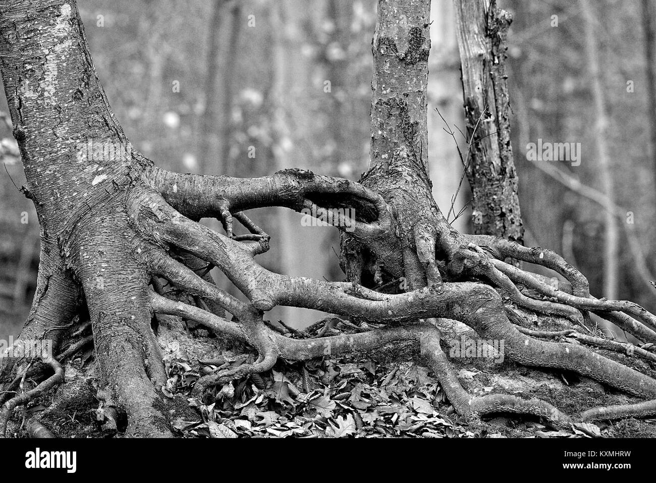 Shrub for shade Black and White Stock Photos & Images - Alamy
