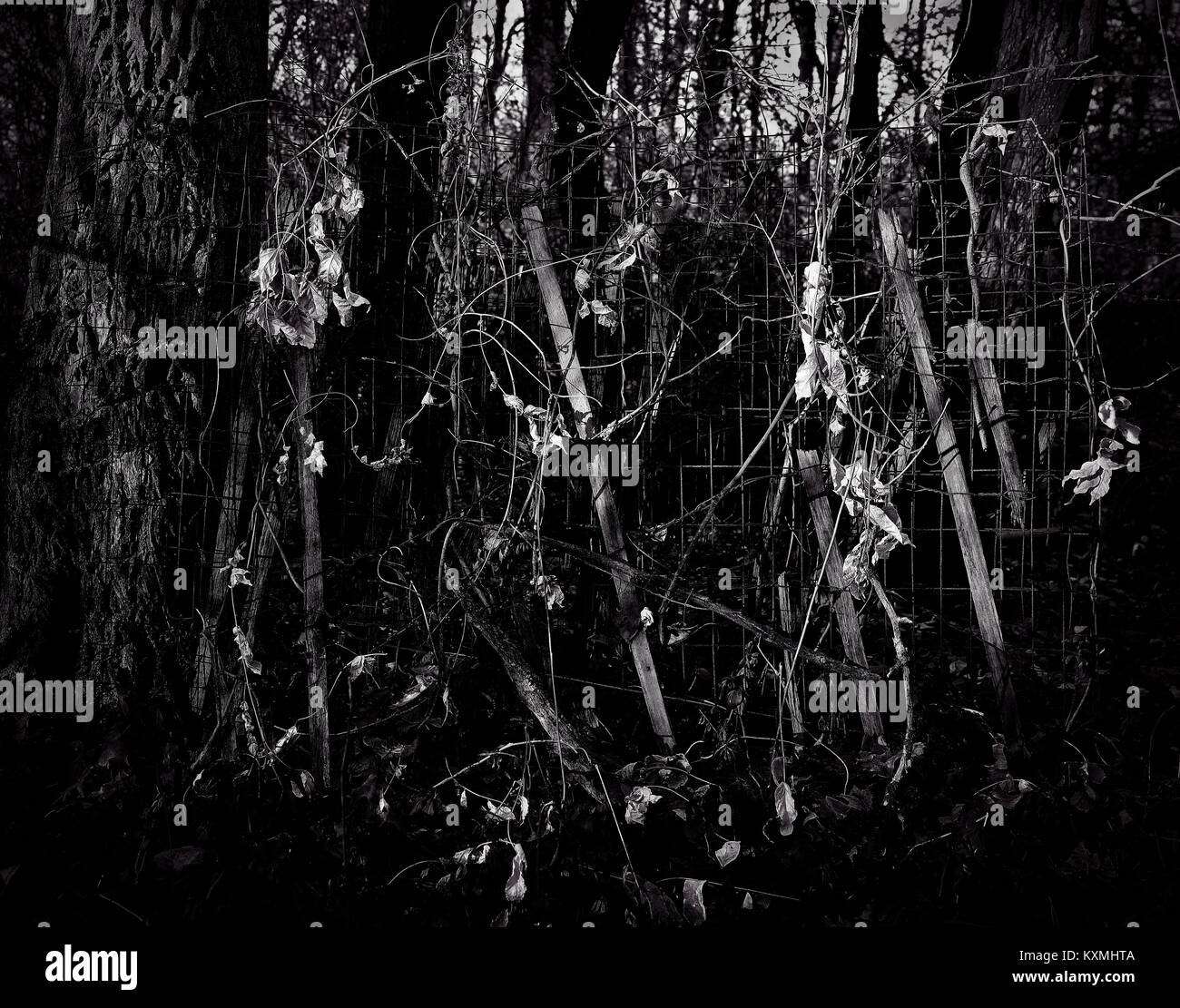 Creeping roots hi-res stock photography and images - Alamy