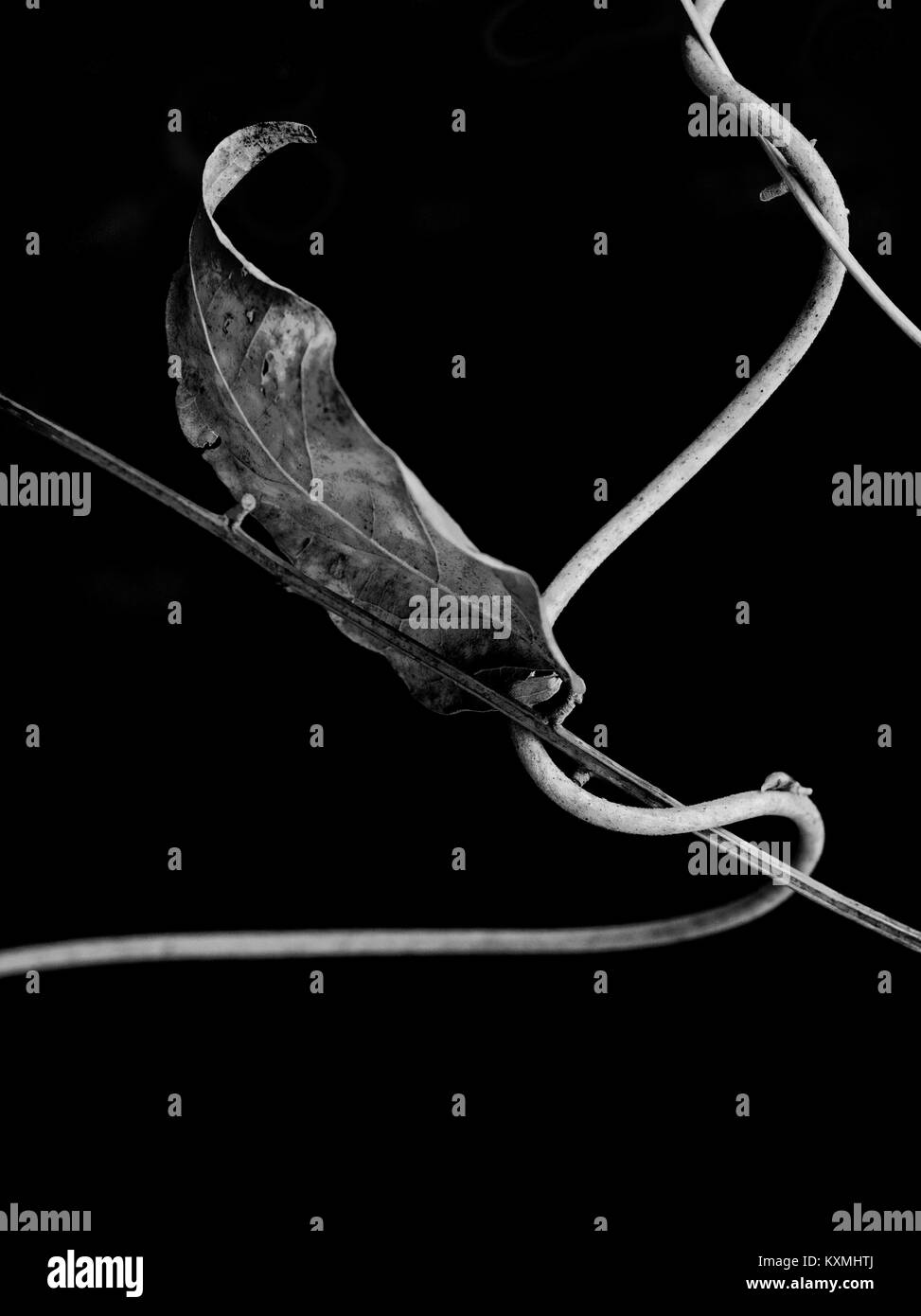 Plant shoot leaves Black and White Stock Photos & Images - Alamy