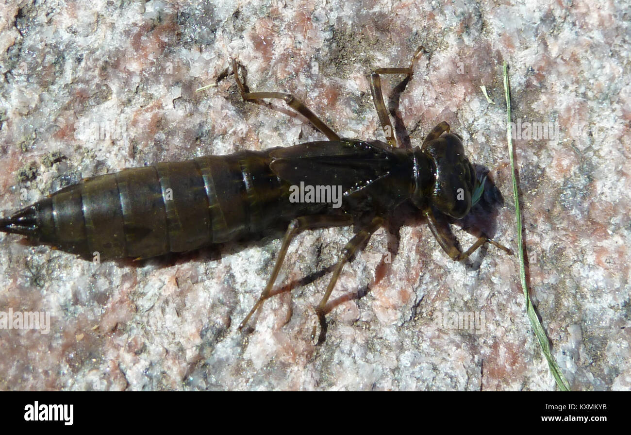 Aeshna cyanea, commonly known as the blue-green darner, larva stage ...