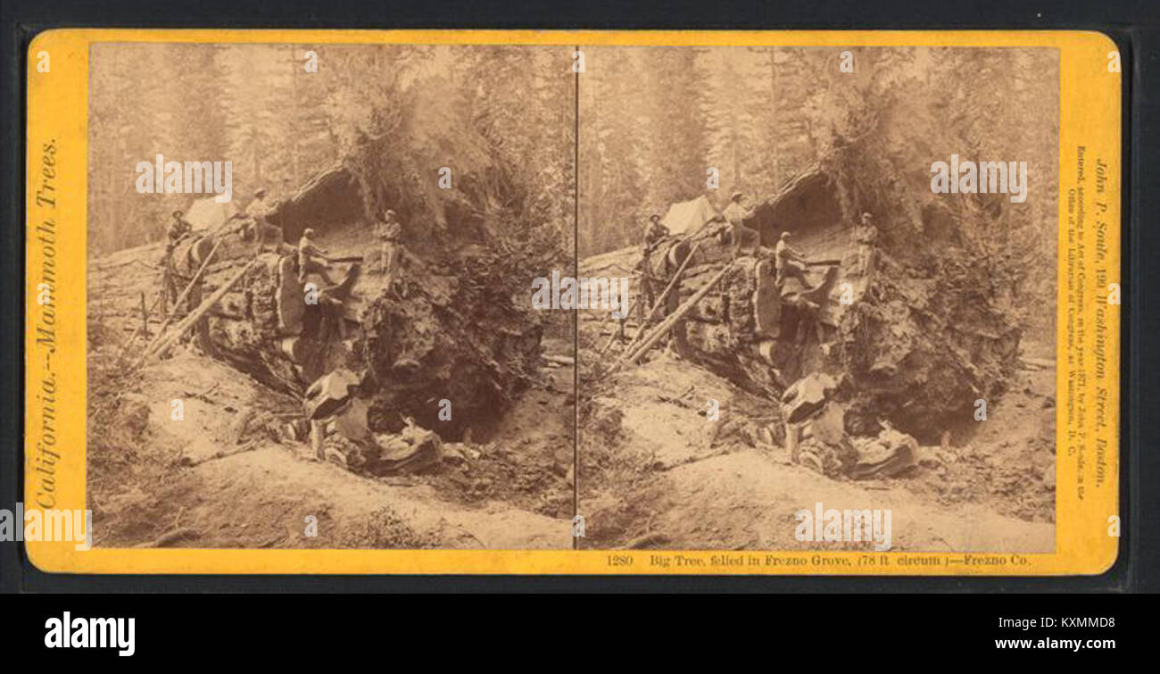 This photograph captures the moment a large tree, measuring 78 feet in ...