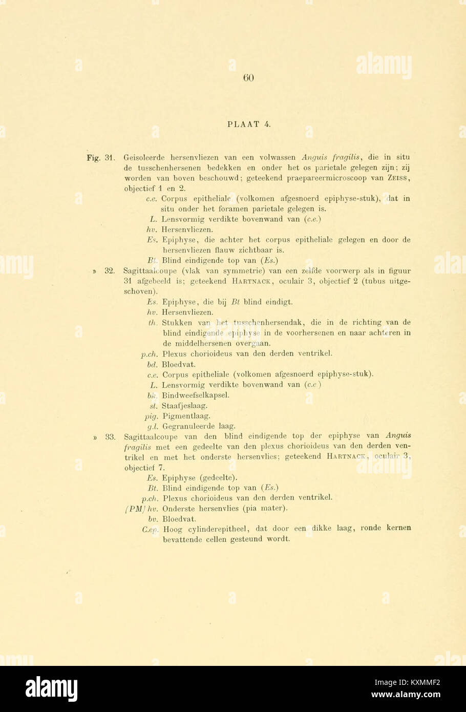 Epiphysis hi-res stock photography and images - Alamy