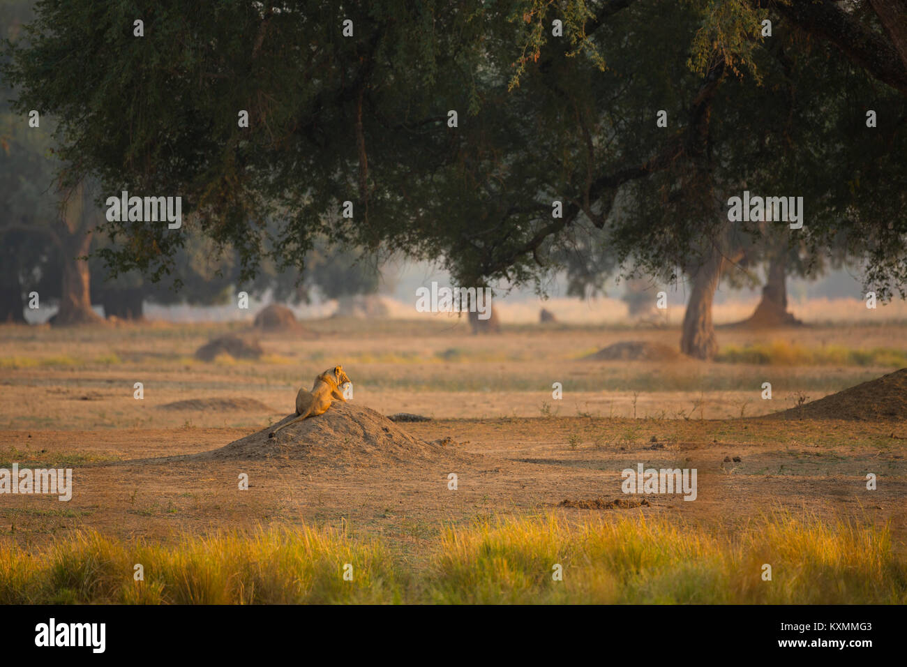 Lioness looking over shoulder hi-res stock photography and images - Alamy