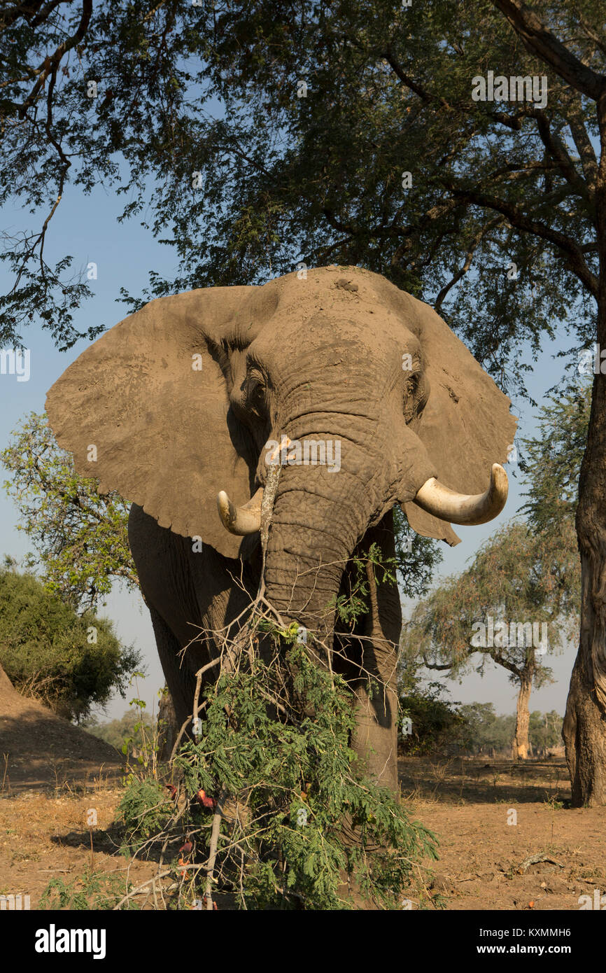 Elephant tree branch hi-res stock photography and images - Alamy