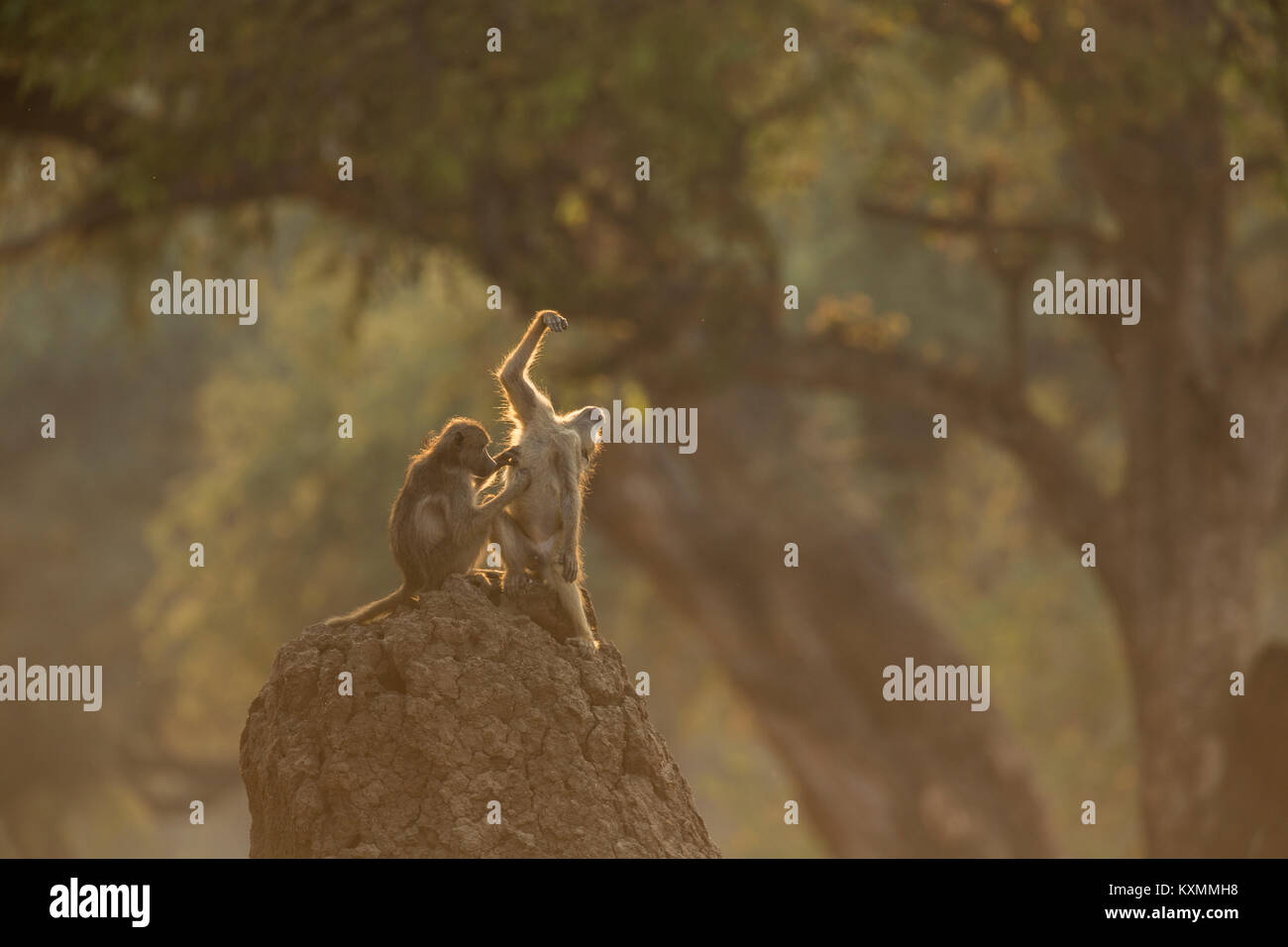 Grooming sitting wildlife natural nature hi-res stock photography and ...