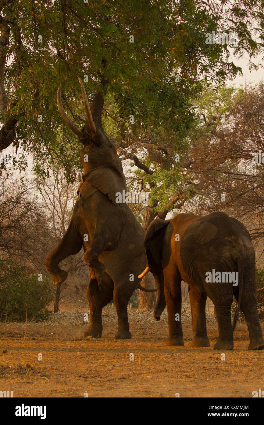 Elephant legs hi-res stock photography and images - Alamy