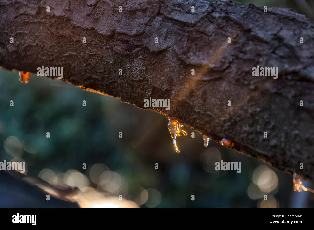 View of cherry tree full of resin Stock Photo - Alamy