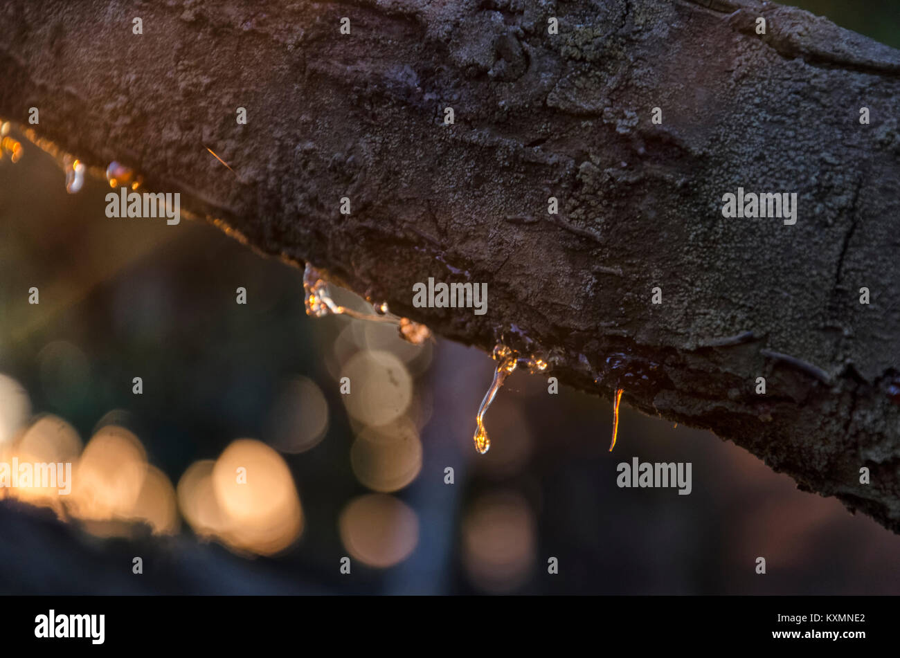 View of rosin of a tree branch Stock Photo - Alamy