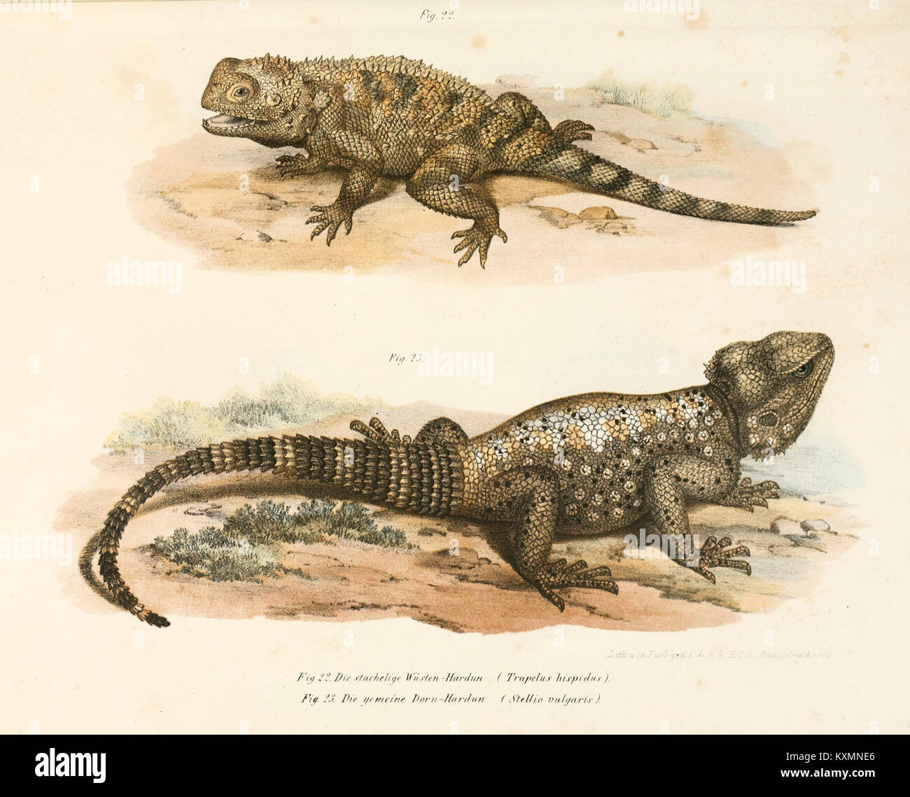 The 'Bilder-Atlas' is a scientific atlas that provides a visual guide ...