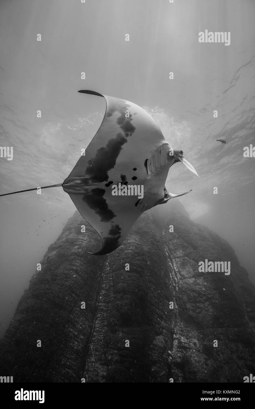 Underwater view of ray fish by rock formation,Revillagigedo,Tamaulipas ...
